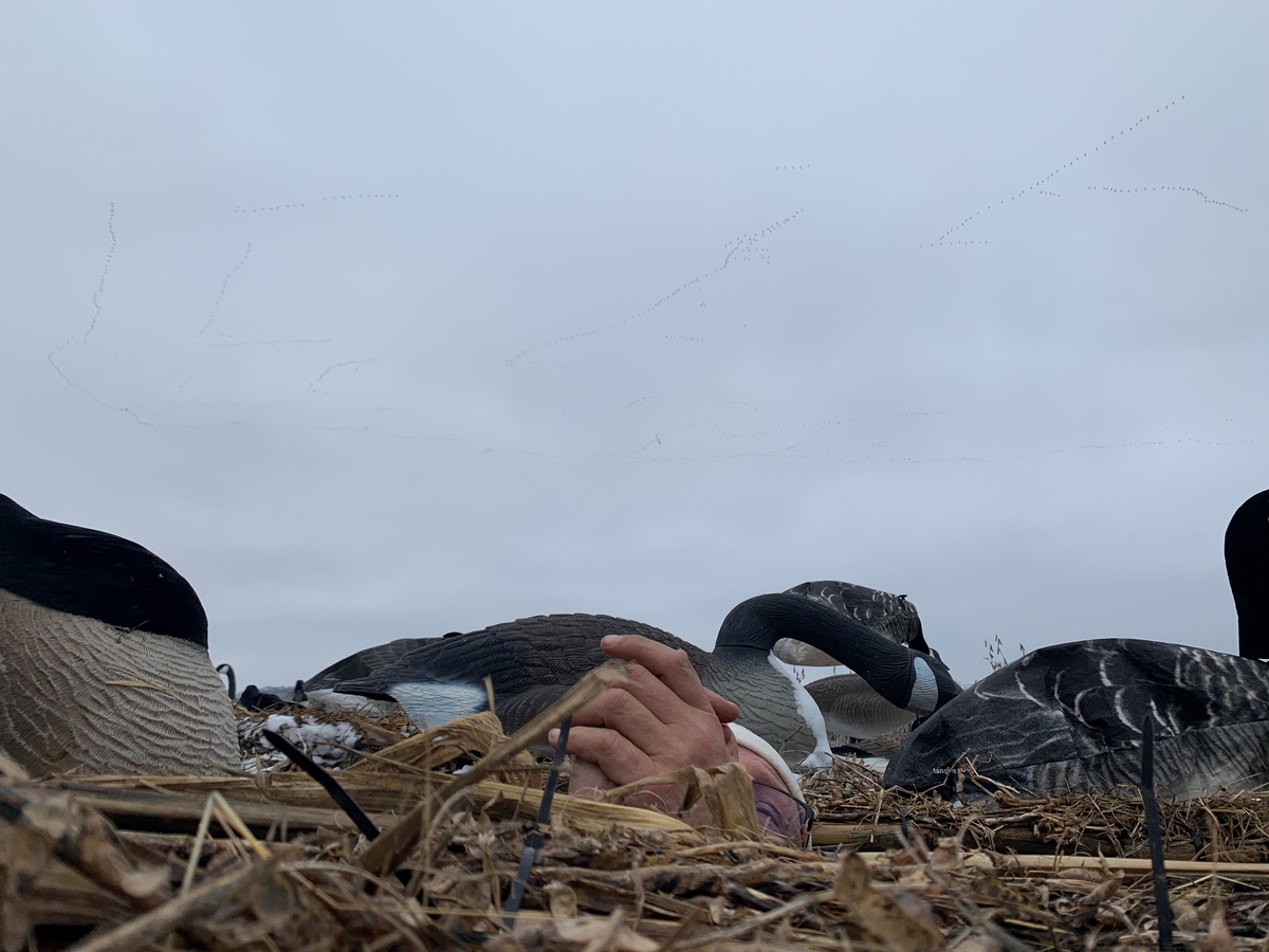 B&D Outfitters - Illinois Waterfowl Hunts